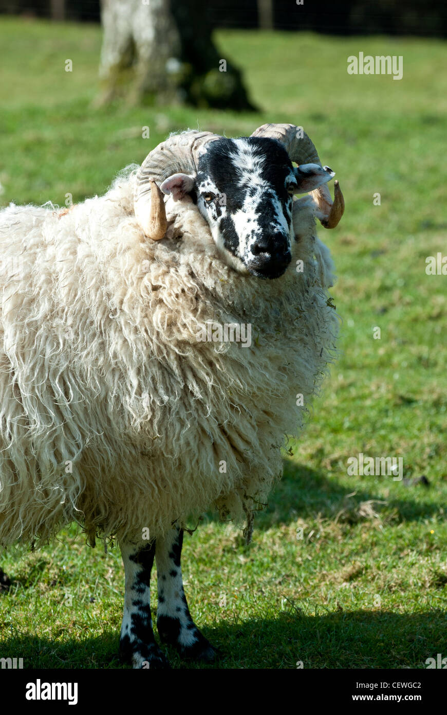 Sheep with horns Stock Photo - Alamy