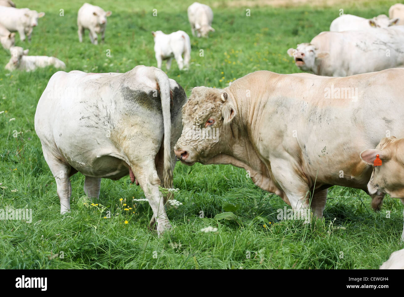 White bull cow hi-res stock photography and images - Alamy