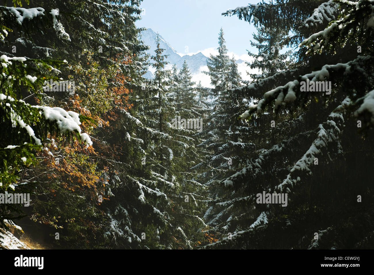 Snow capped forest hi-res stock photography and images - Alamy