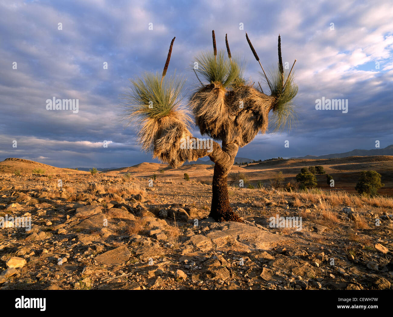 View towards Wilpena Pound with grass tree in foreground at sunset in ...