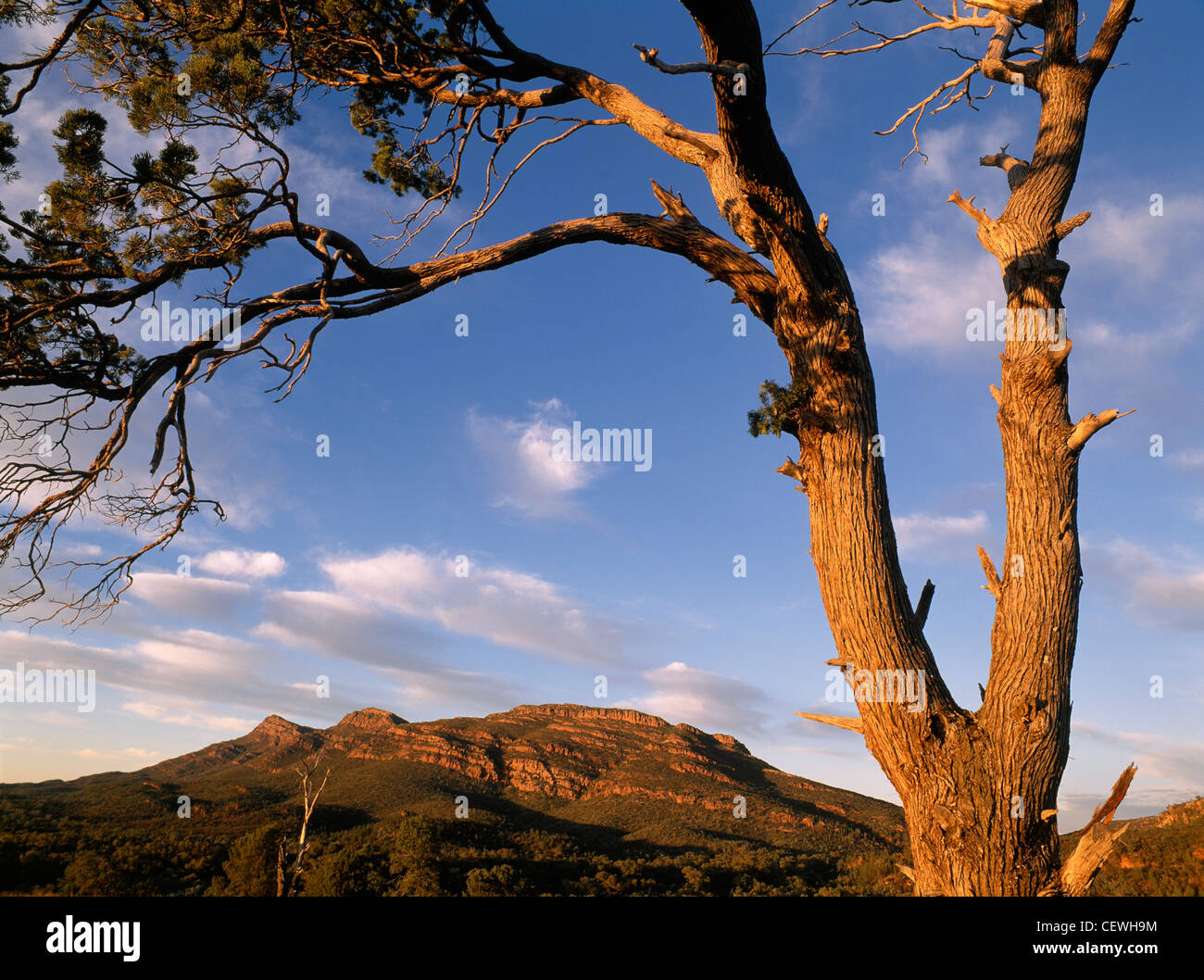 View of Wilpena Pound with native pine tree in foreground at sunrise in ...
