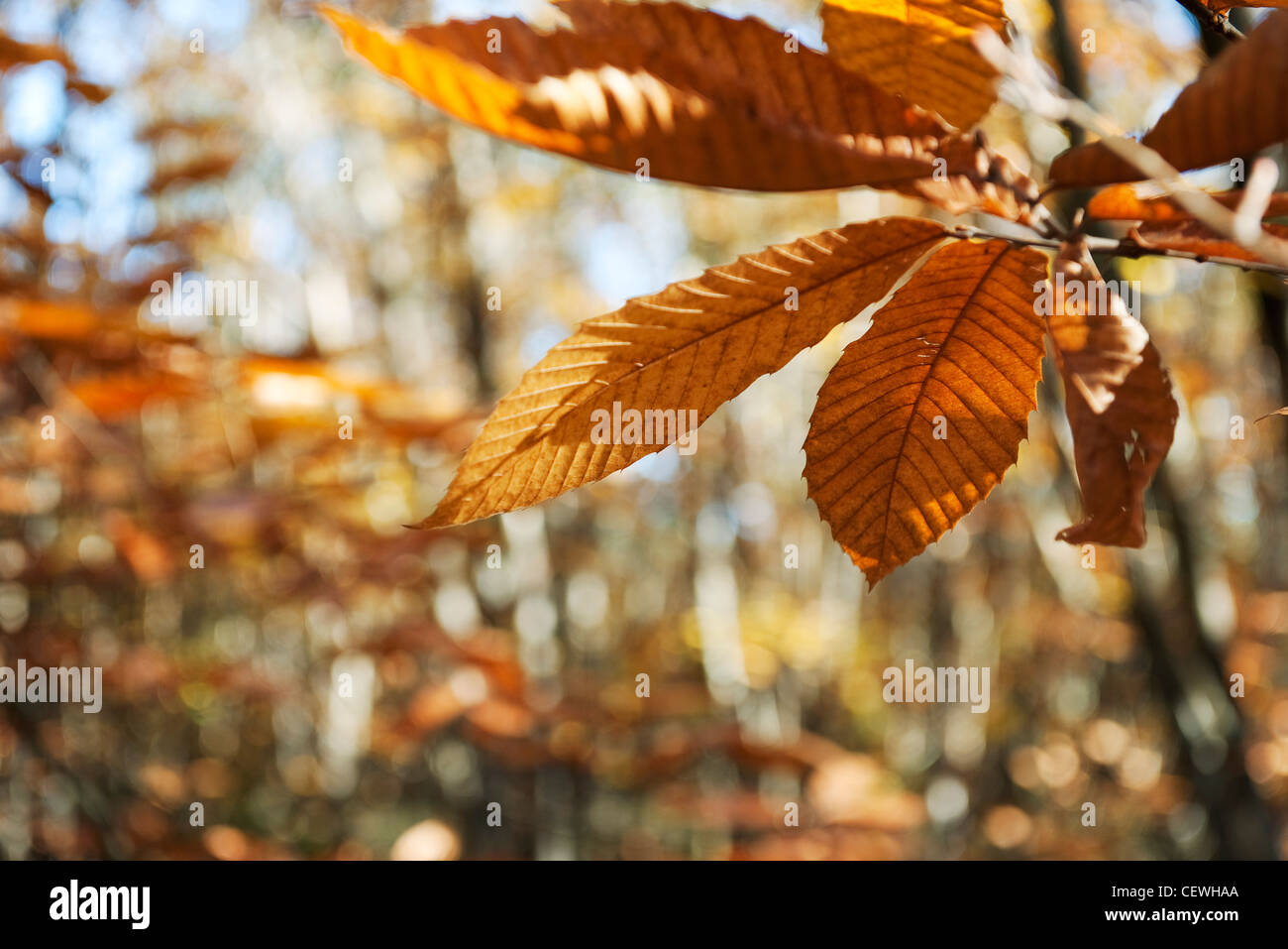 Autumn shots hi-res stock photography and images - Alamy