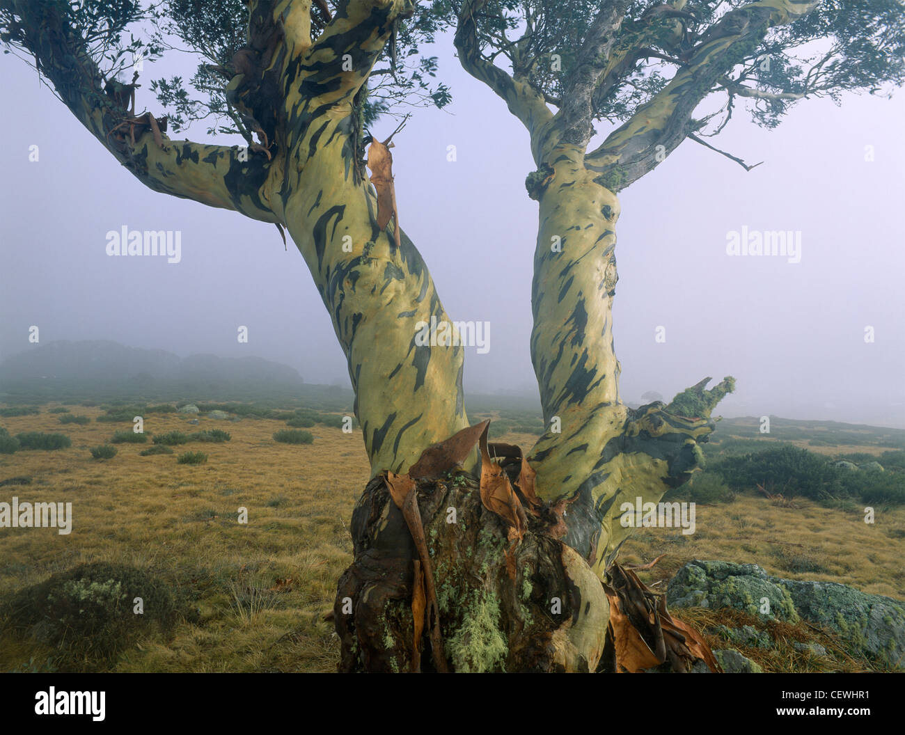 Snow gum hi-res stock photography and images - Alamy