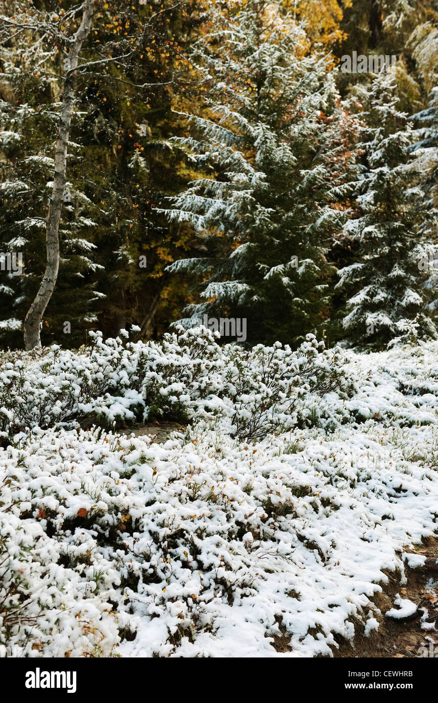 Covered in foliage hi-res stock photography and images - Alamy