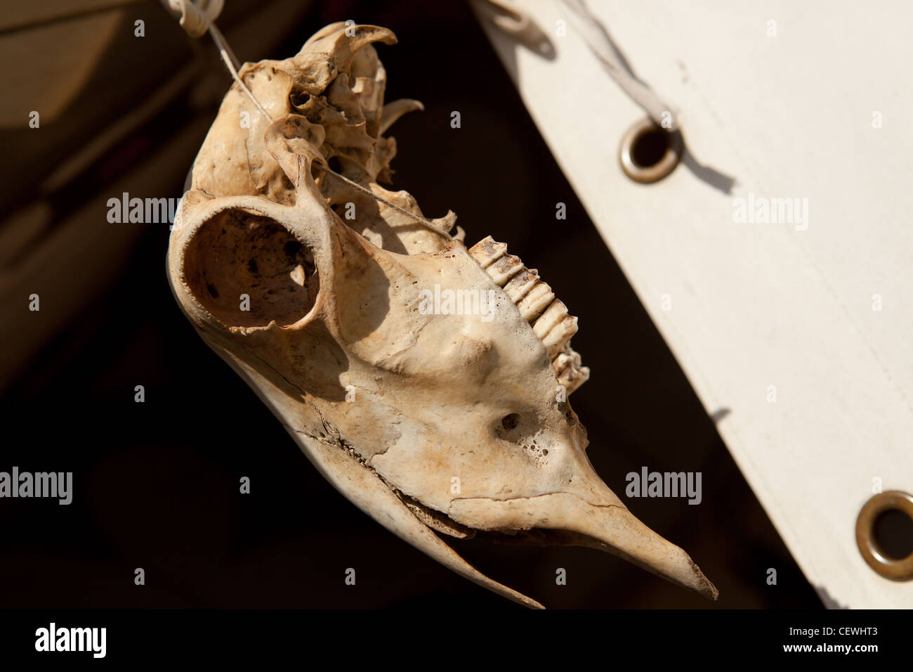 Animal Skull Teeth High Resolution Stock Photography and Images - Alamy