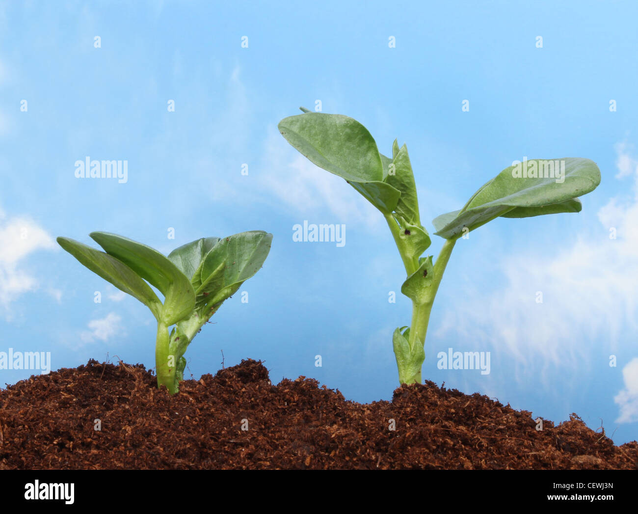 White soil hi-res stock photography and images - Alamy