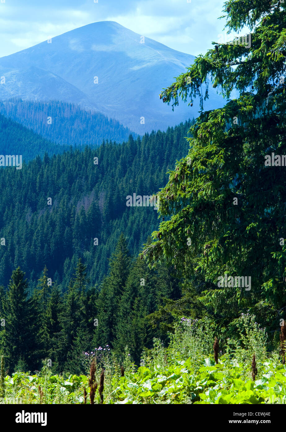Summer mountain landscape with big fir tree on Goverla Mount background ...