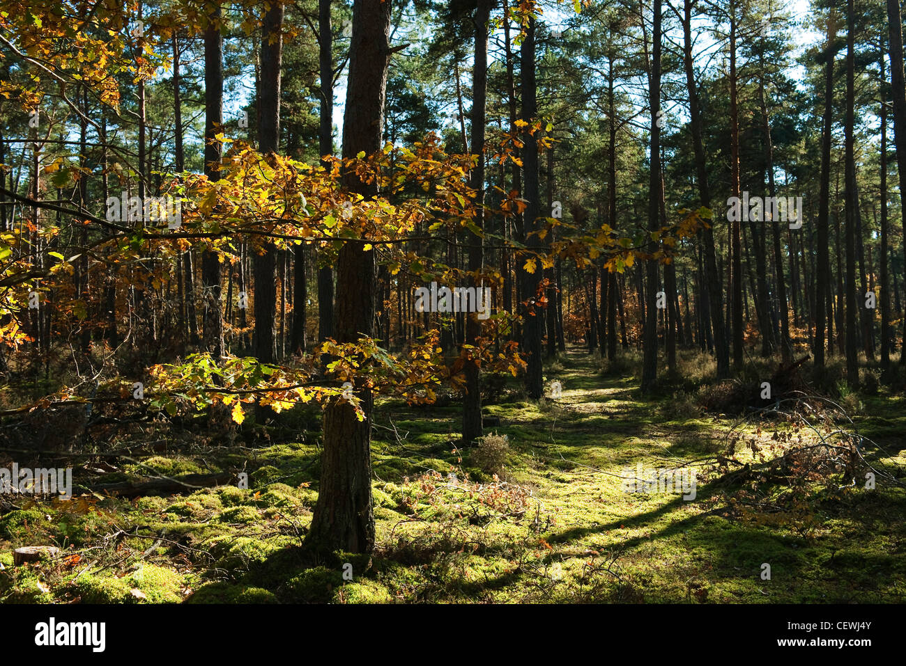 Seasons in the woods hi-res stock photography and images - Alamy