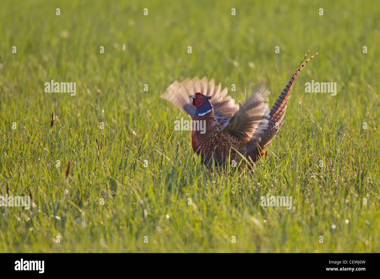 Jagdfasan hi-res stock photography and images - Alamy