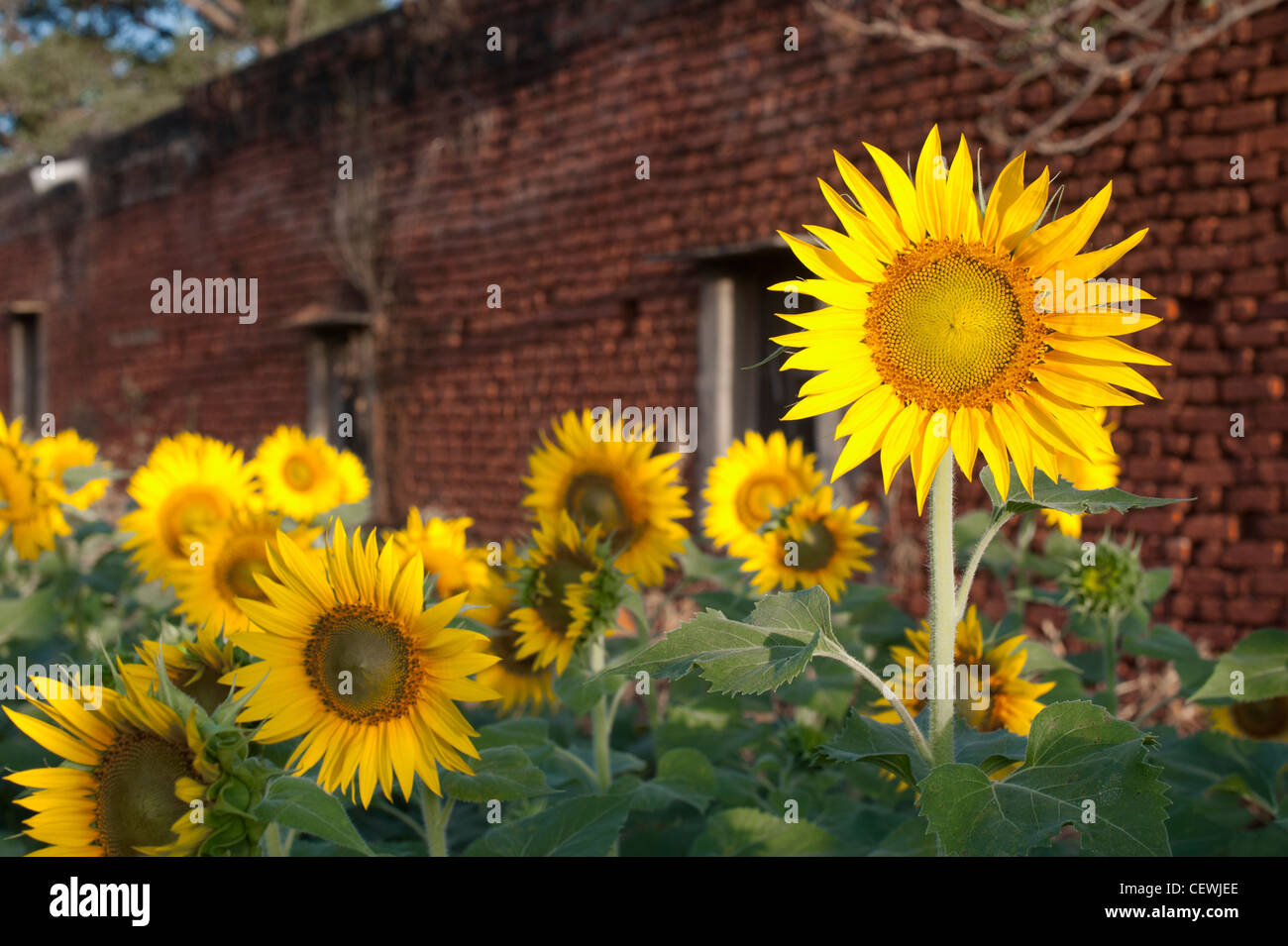 Cultivation of sunflowers in the Indian countryside. Andhra Pradesh ...