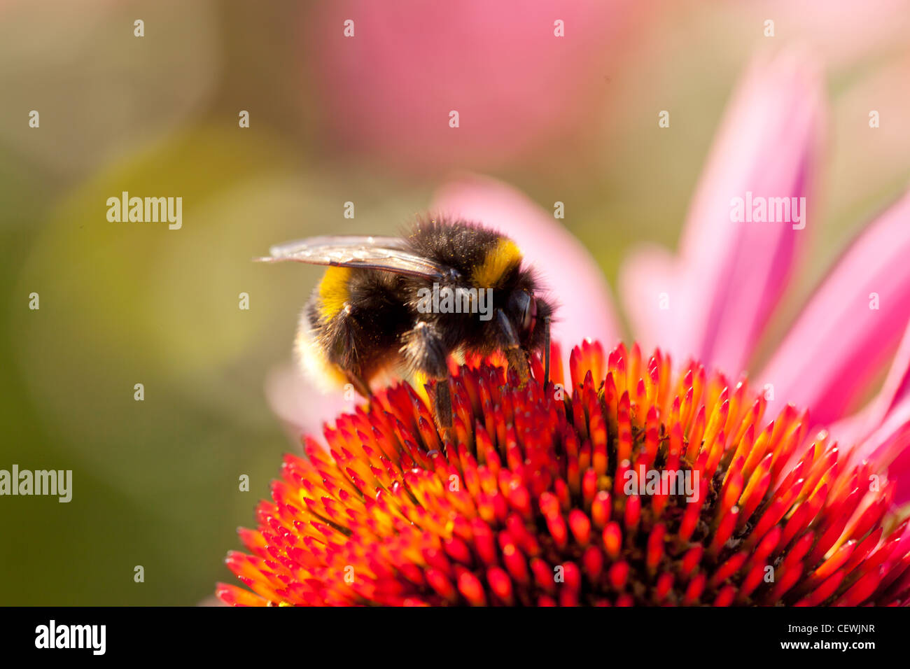 Buff pink color hi-res stock photography and images - Alamy