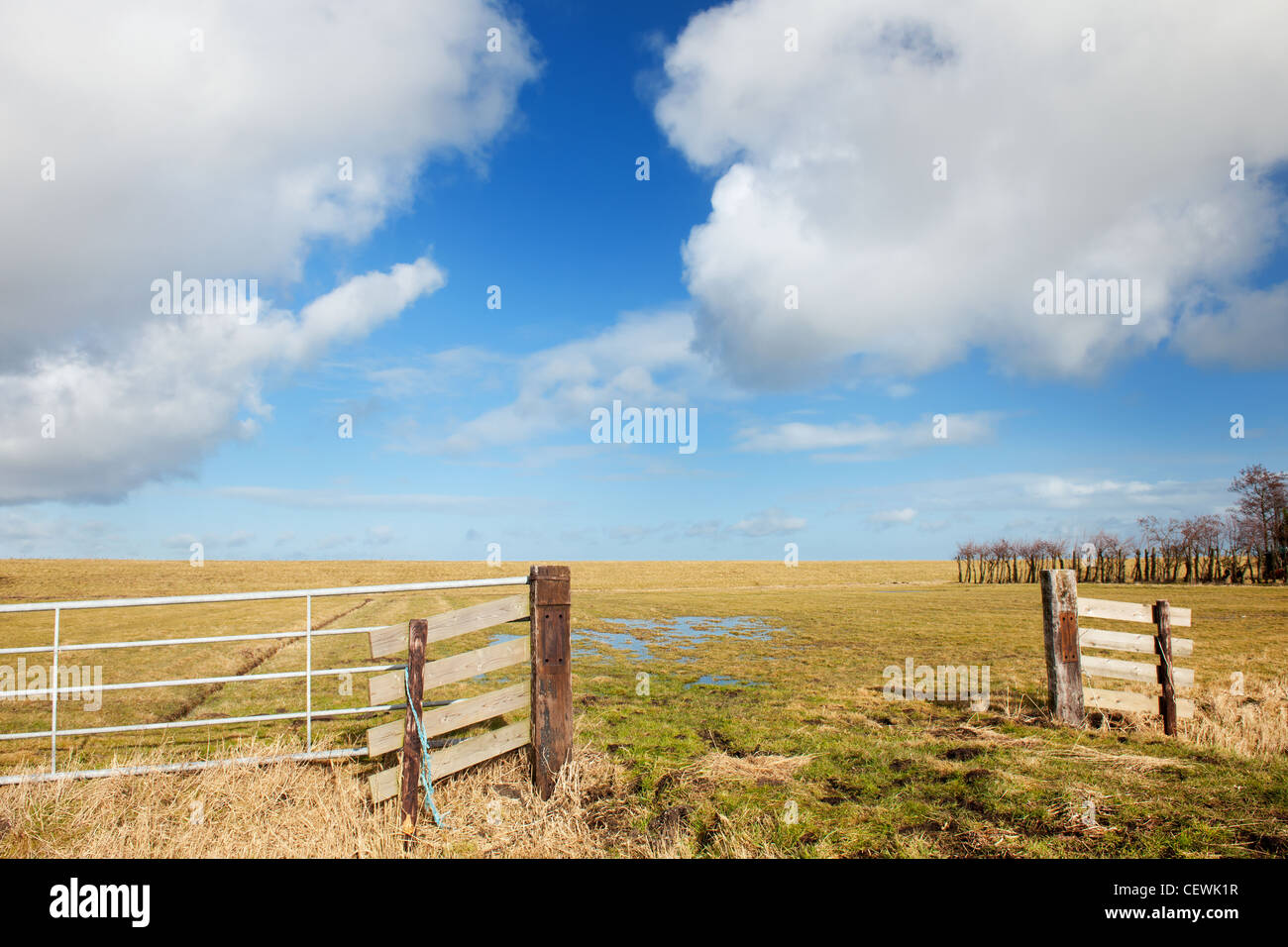 Typical Dutch agricultureal landscape with fence and meadows Stock ...