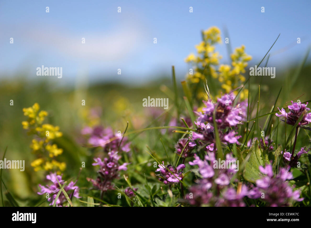 A close up of wild meadow flowers, with purple selfheal and yellow ...
