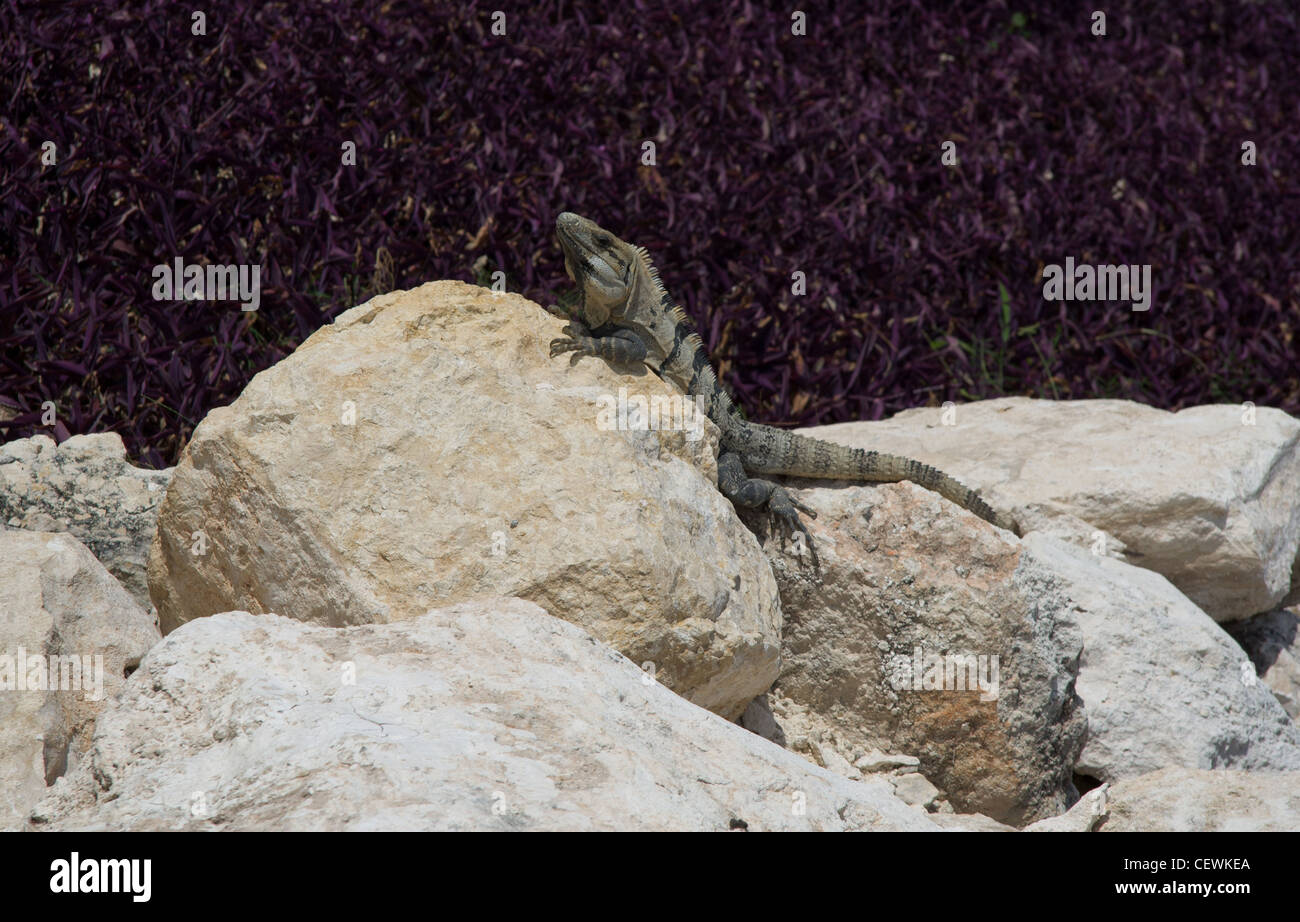 A lizard sunbathing on rocks, Yucatán Peninsula, Mexico Stock Photo - Alamy