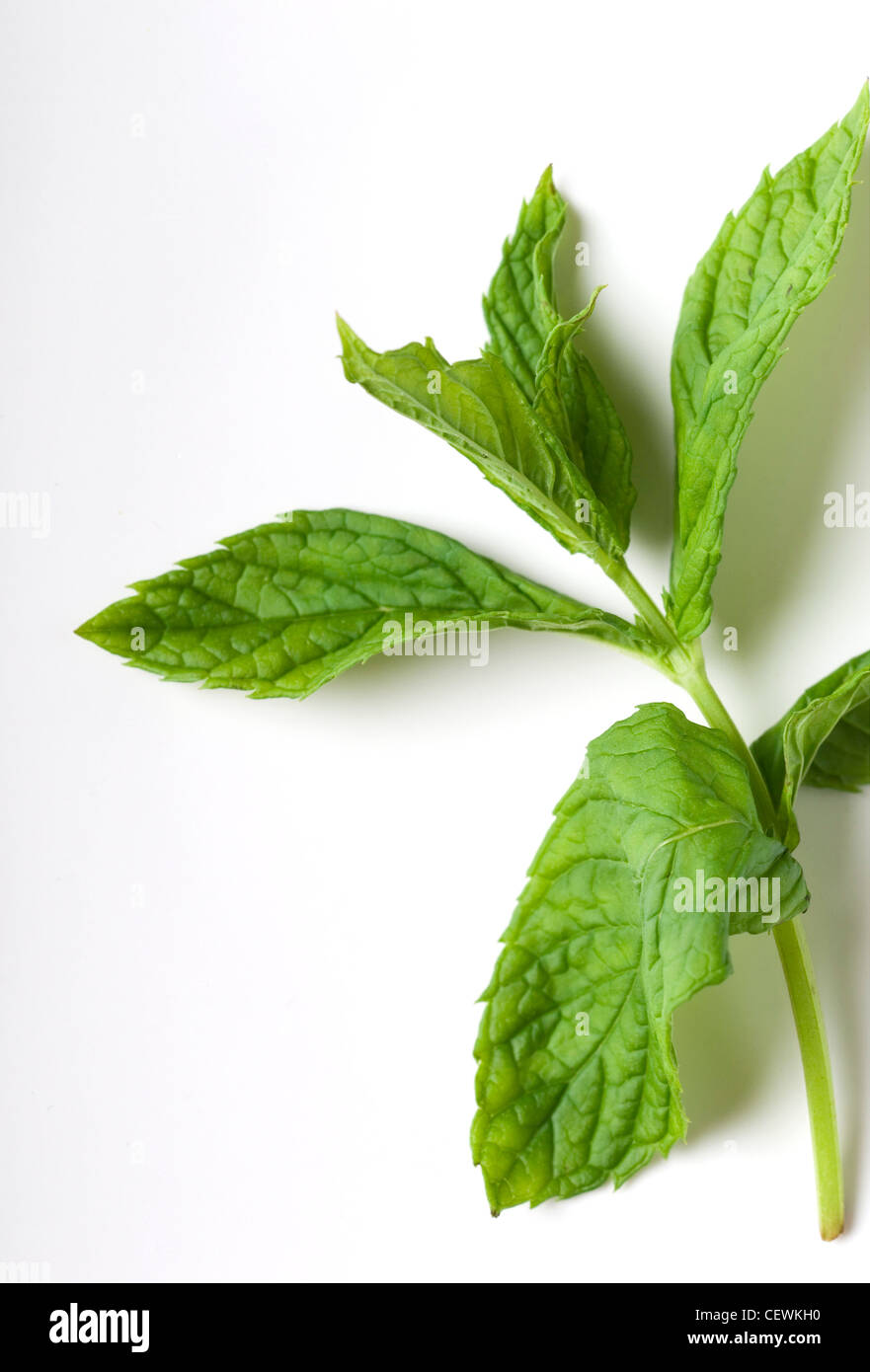A close up of a sprig of fresh mint on a white background Stock Photo ...
