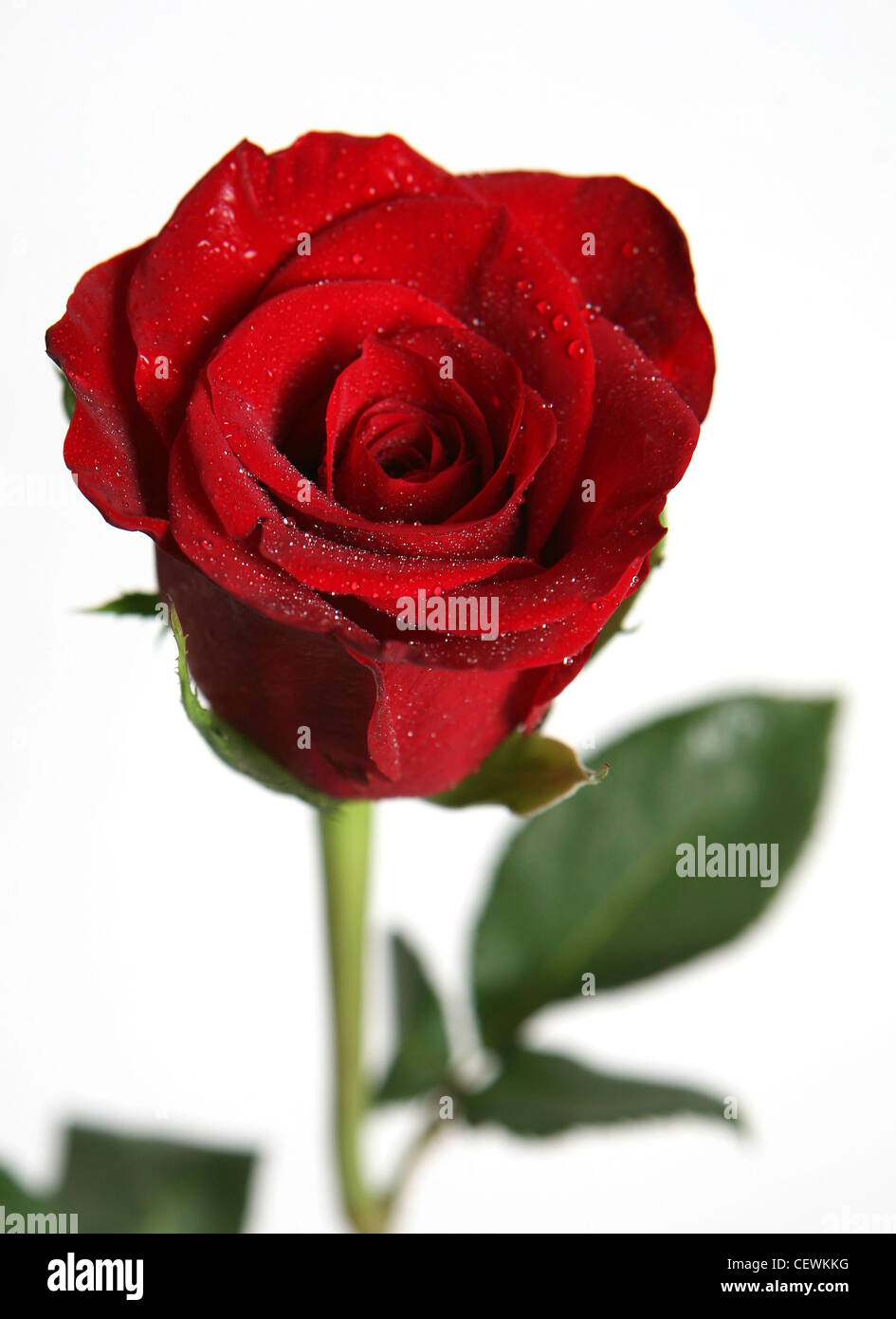 A still life image of a single red rose Stock Photo - Alamy