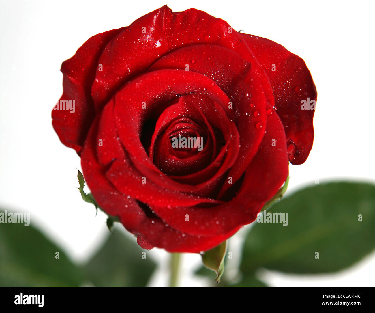 A still life image of a single red rose Stock Photo - Alamy