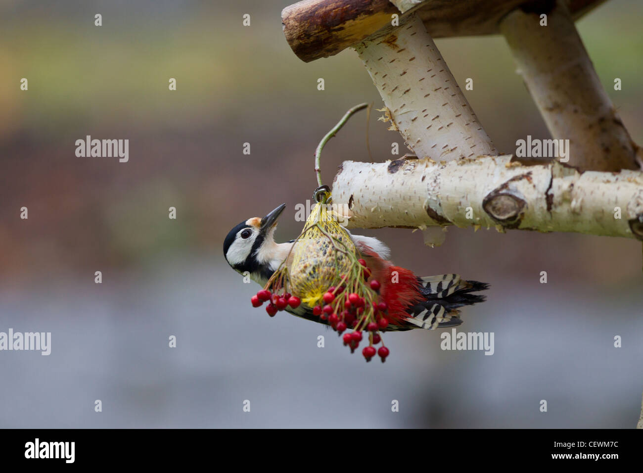 Specht federn hi-res stock photography and images - Alamy