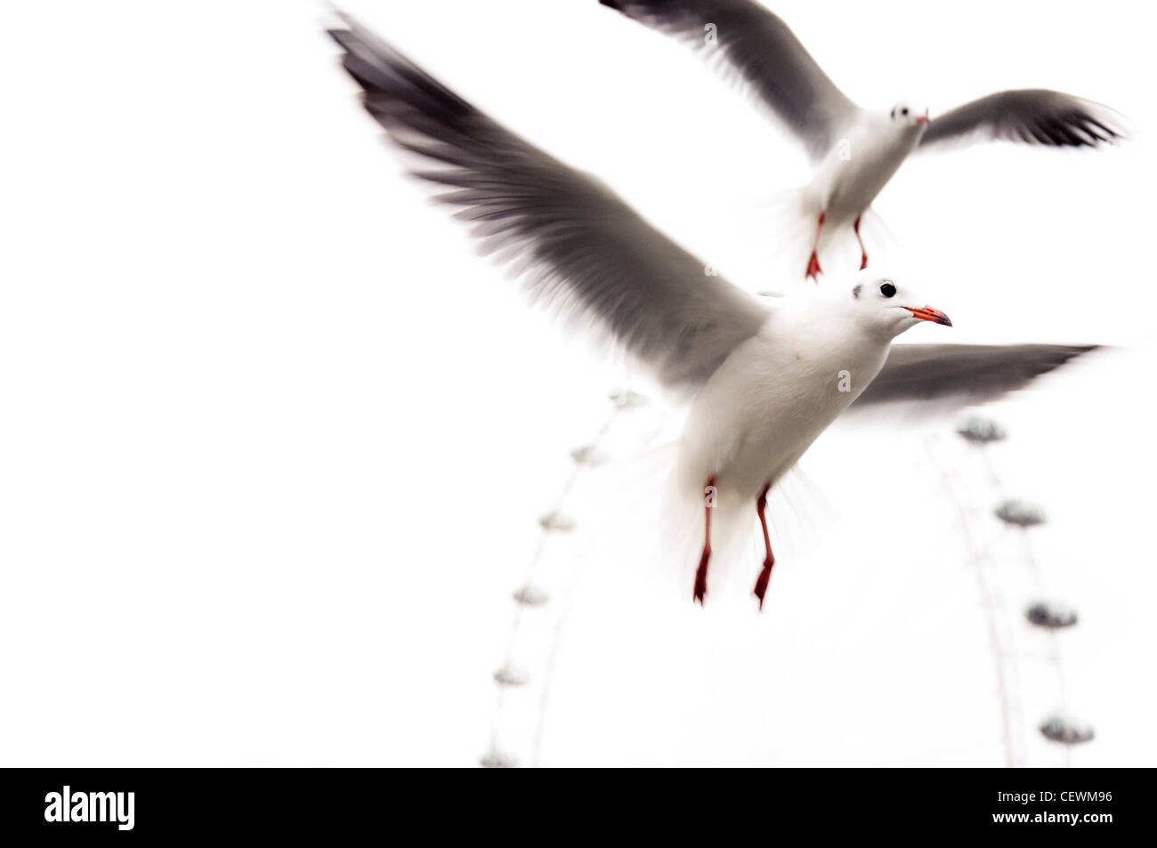 Curious seagull Cut Out Stock Images & Pictures - Alamy