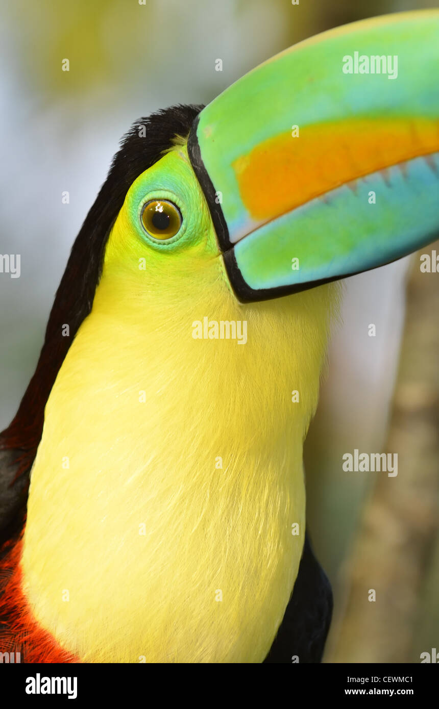 Detail of the eye and head of a rainbow toucan from south america Stock ...