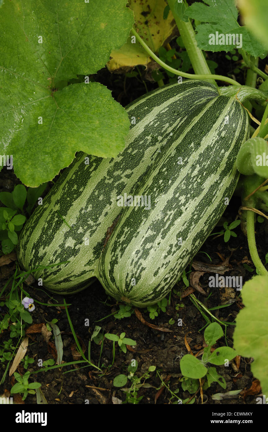 Our seasons garden hi-res stock photography and images - Alamy