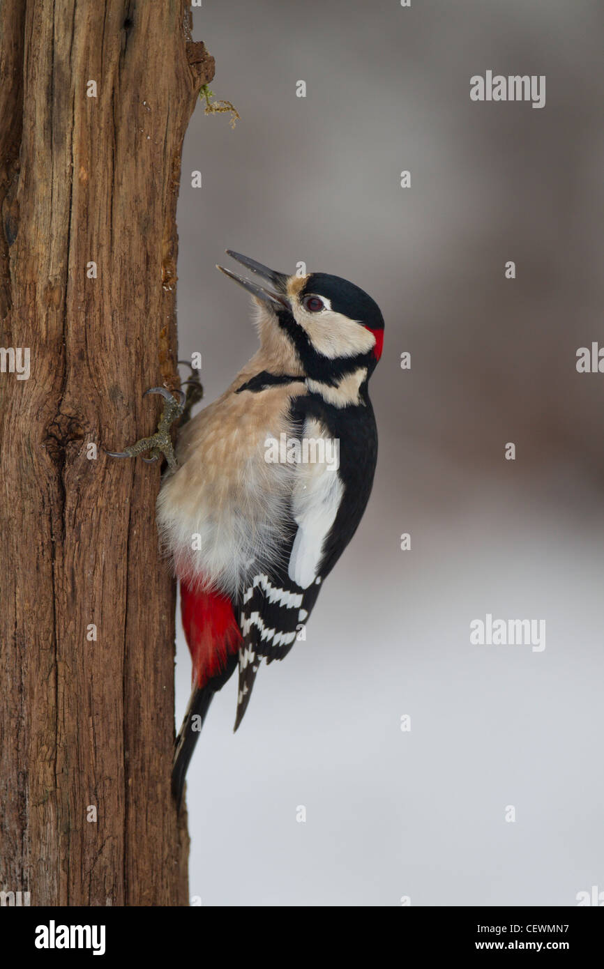 Buntspecht hi-res stock photography and images - Alamy