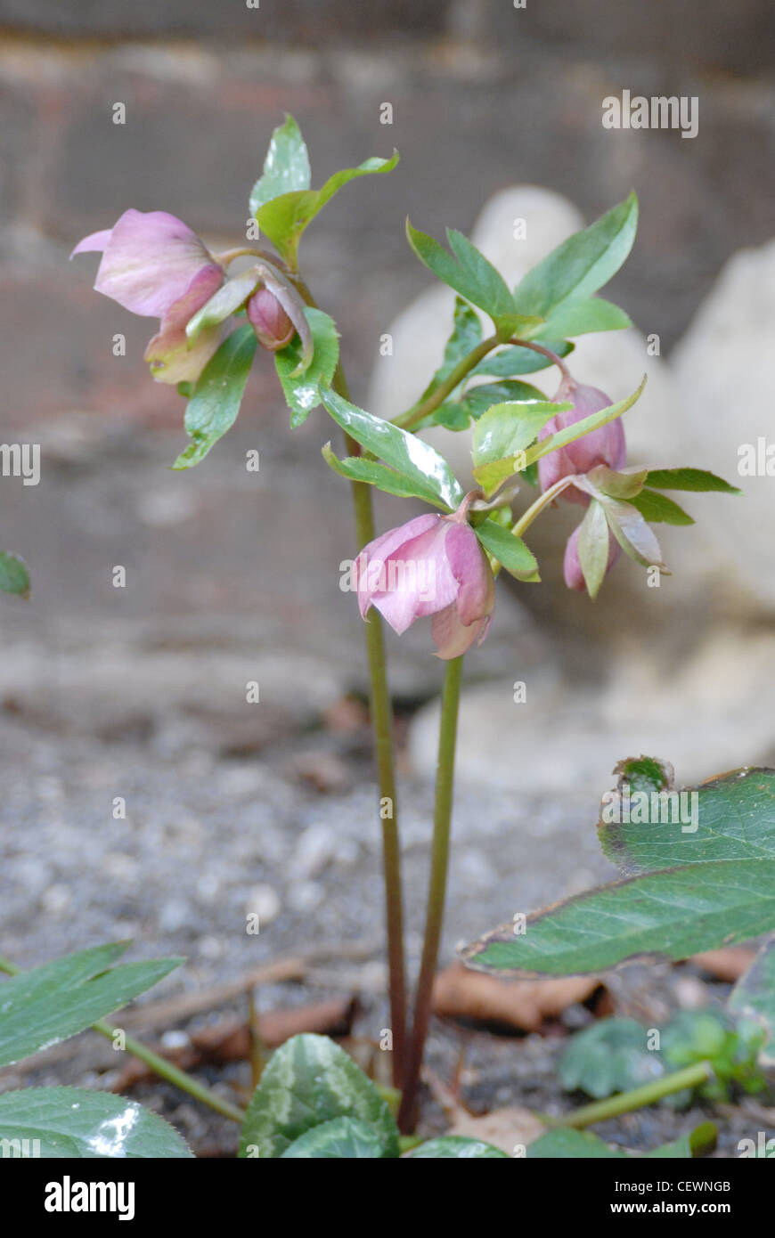 Growing hellebores hi-res stock photography and images - Alamy