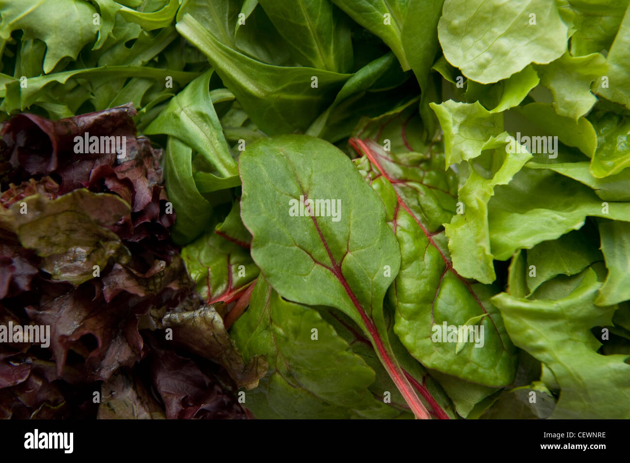A still life image of various salad leaves: Lollo Rosso lettuce, Red ...