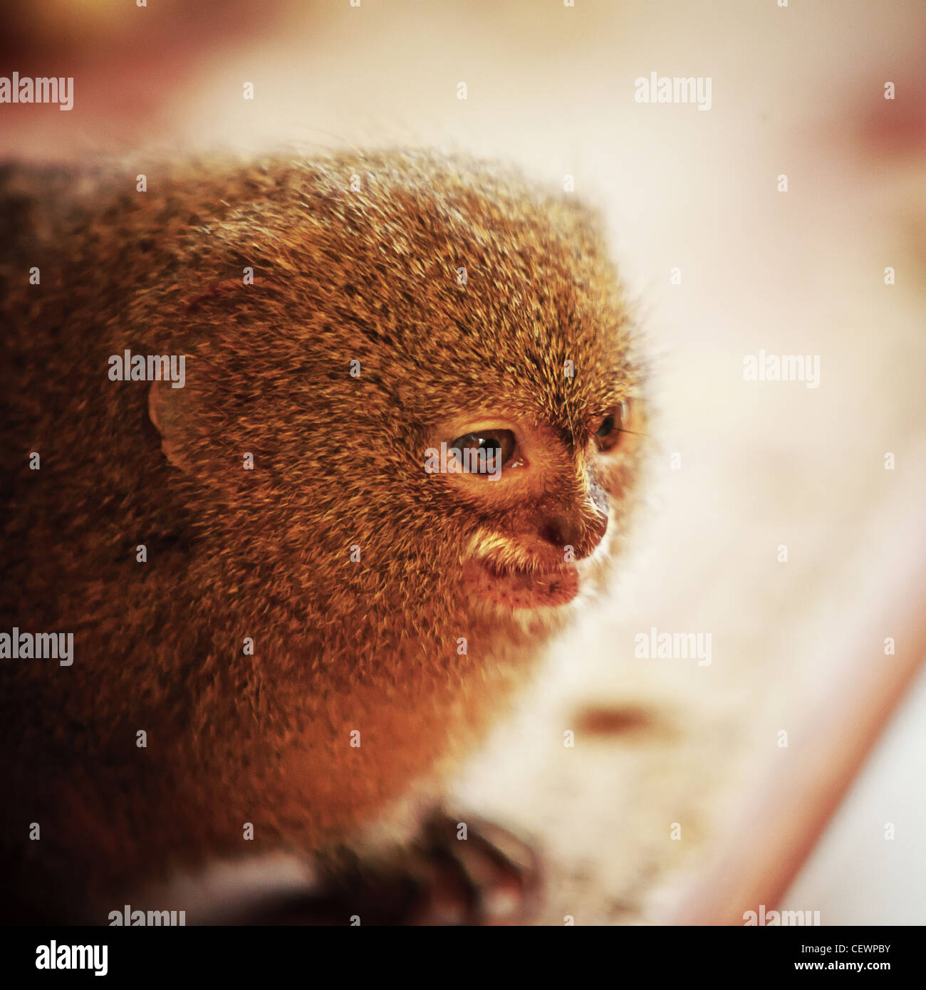 Pygmy Marmoset (Cebuella pygmaea Stock Photo - Alamy