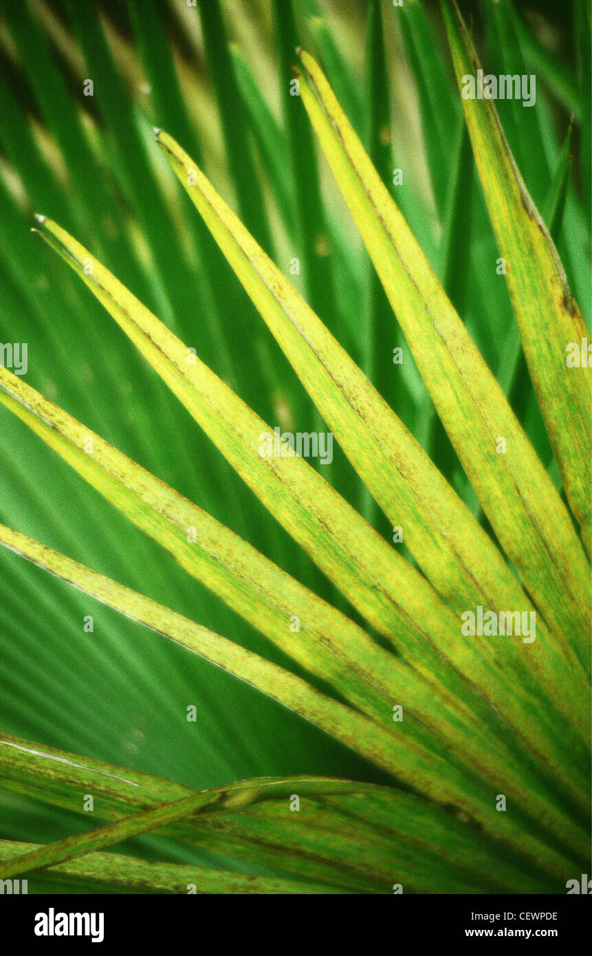 Green spiky palm leaves Stock Photo - Alamy