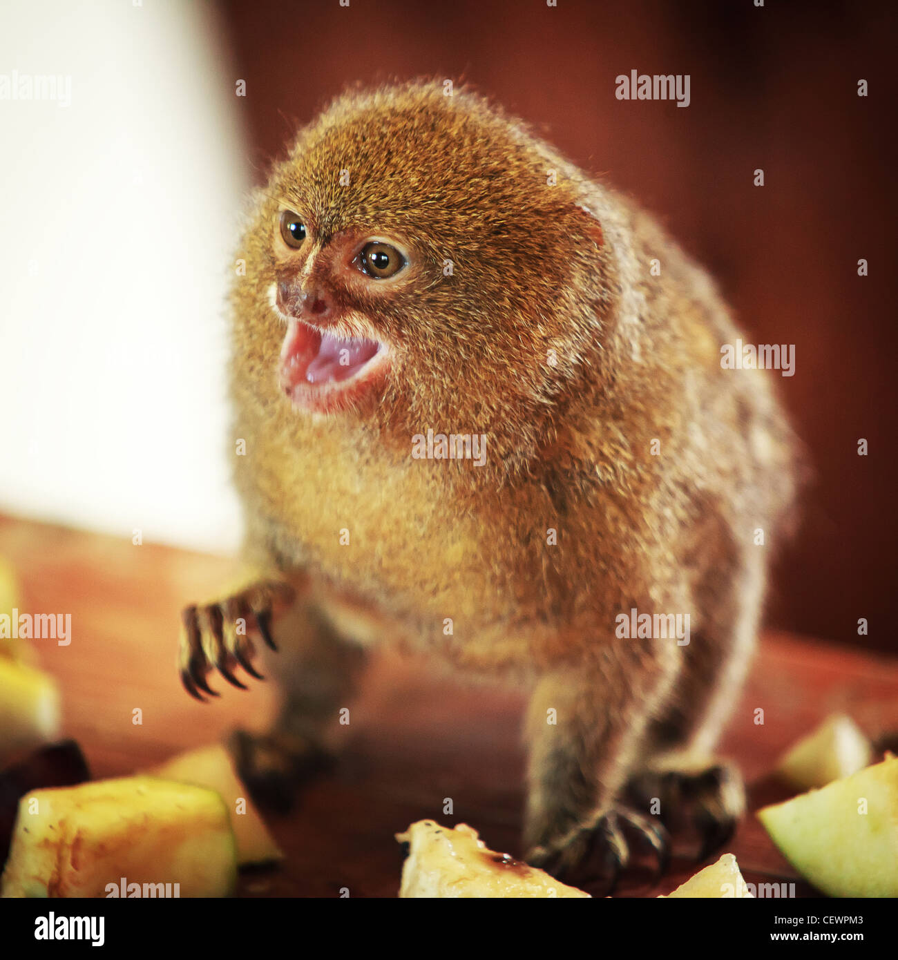 Pygmy Marmoset (Cebuella pygmaea Stock Photo - Alamy