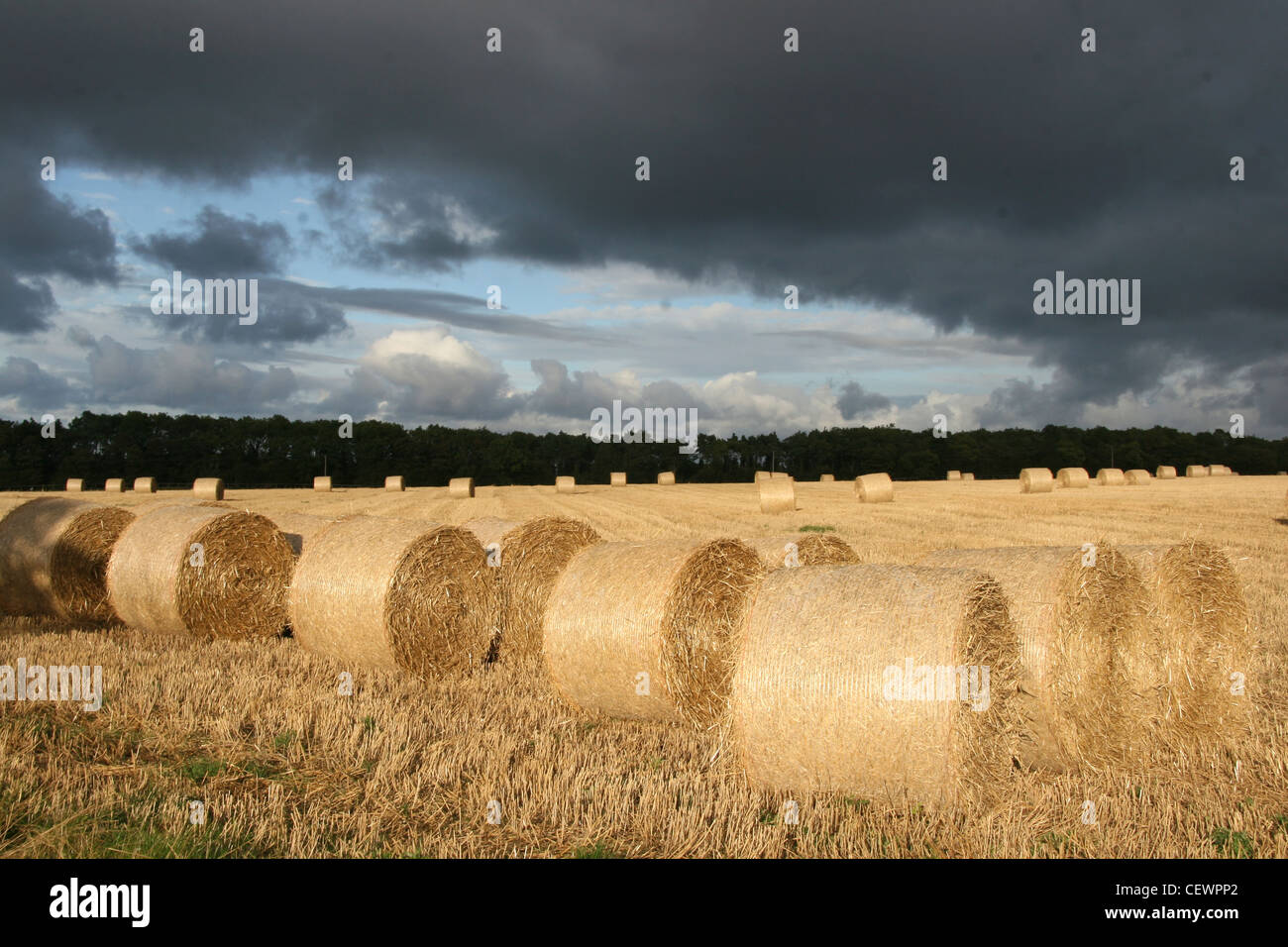 Corn stooks hi-res stock photography and images - Alamy