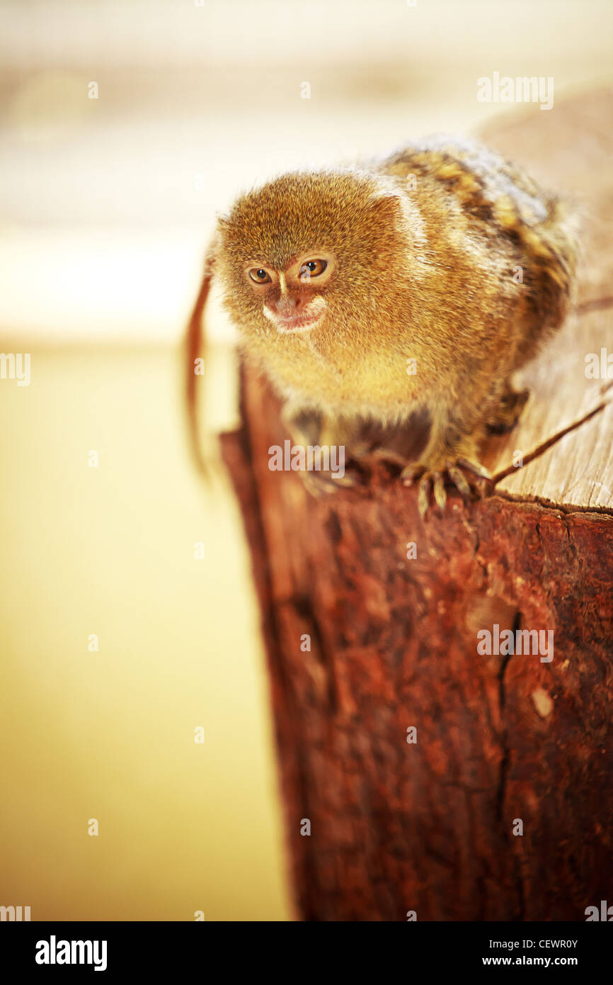 Pygmy Marmoset (Cebuella pygmaea Stock Photo - Alamy