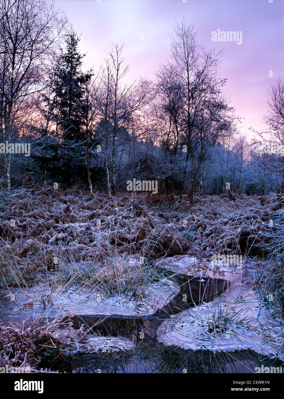 Patterns of frost and frozen marsh water glow pink under a vivid winter ...