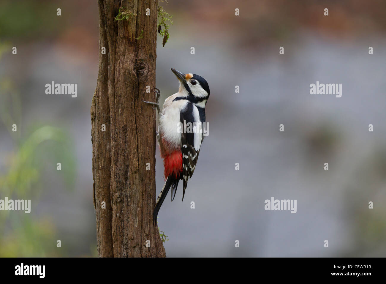Buntspecht wald hi-res stock photography and images - Alamy