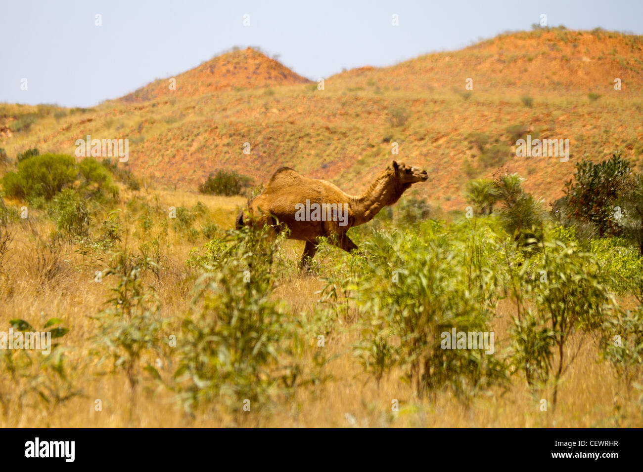 Camel in Breaden Valley tale land Stock Photo - Alamy