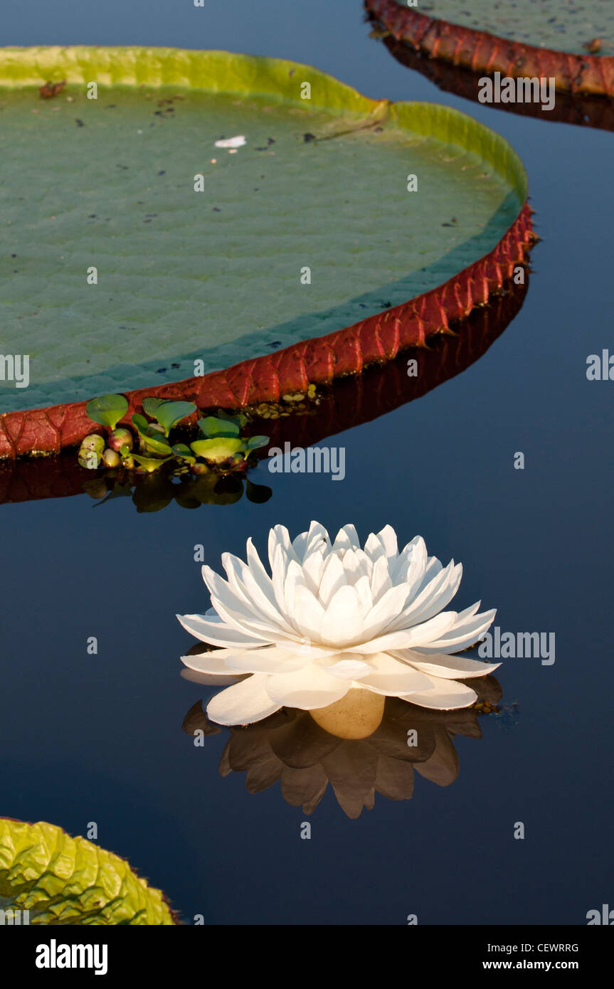 Victoria Amazonica High Resolution Stock Photography and Images - Alamy
