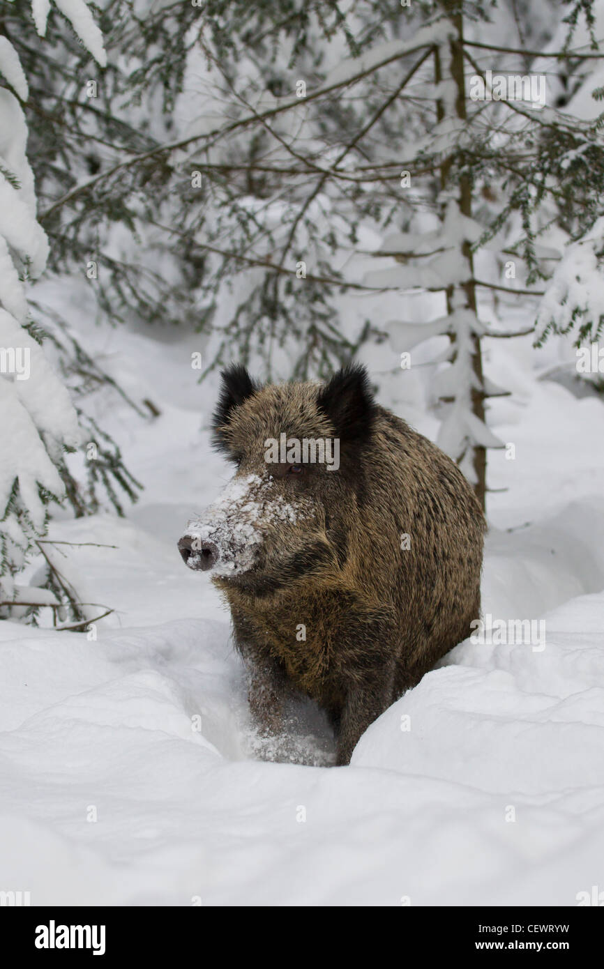 Wildschwein hi-res stock photography and images - Alamy