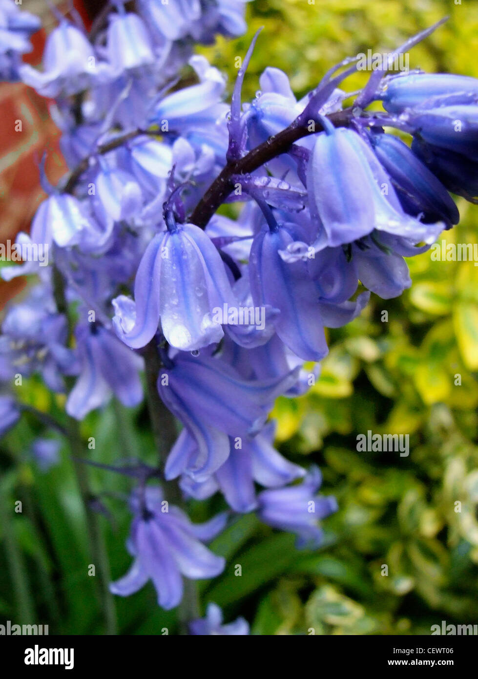 With bluebells hi-res stock photography and images - Alamy