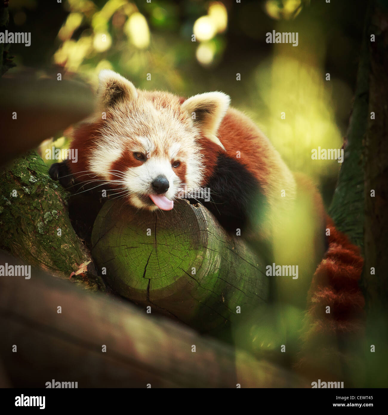 Panda cat hi-res stock photography and images - Alamy