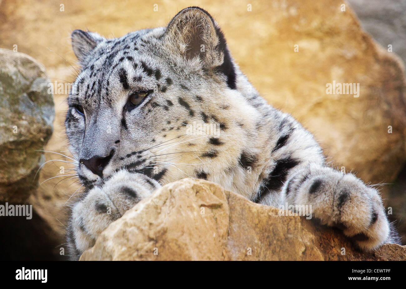 Panthera uncia hi-res stock photography and images - Alamy