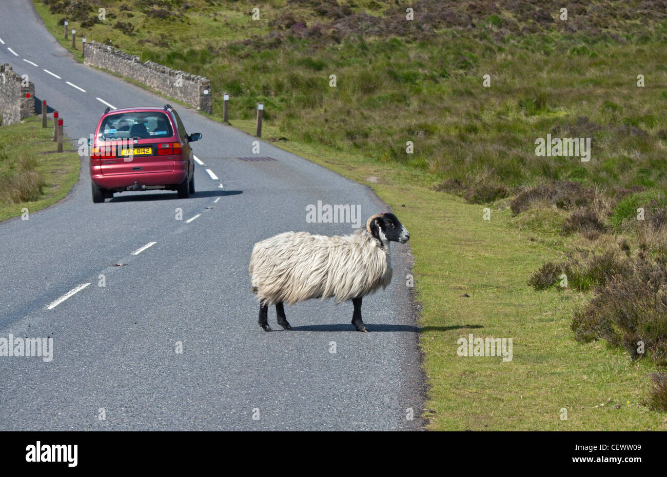 Sheep crossing road, Dartmoor National Park, Devon, England Stock Photo - Alamy