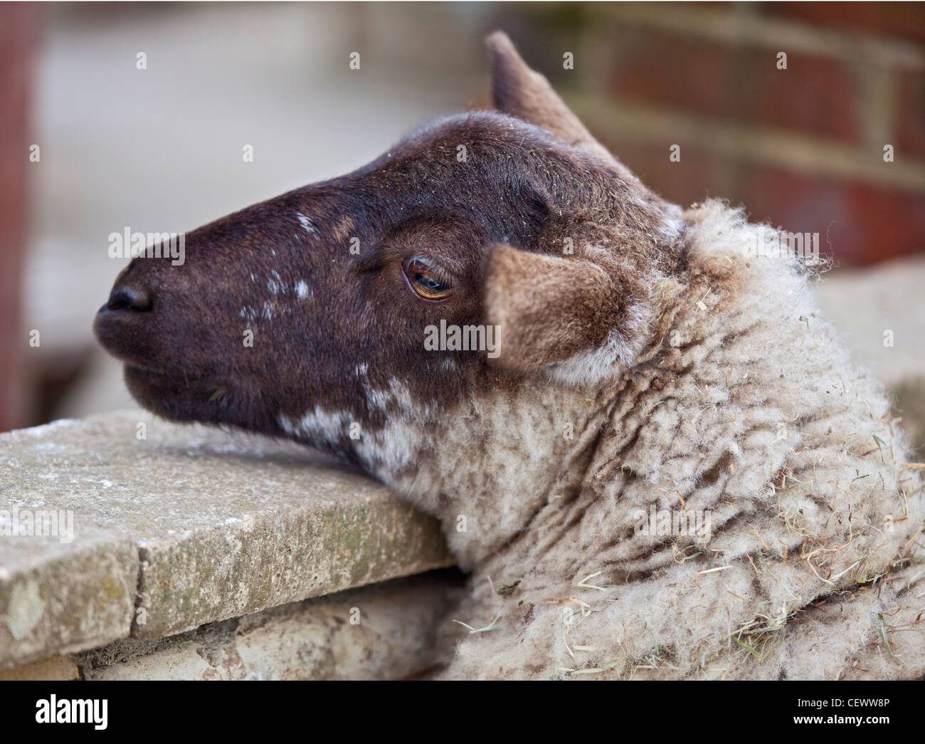 White face of sheep hi-res stock photography and images - Alamy