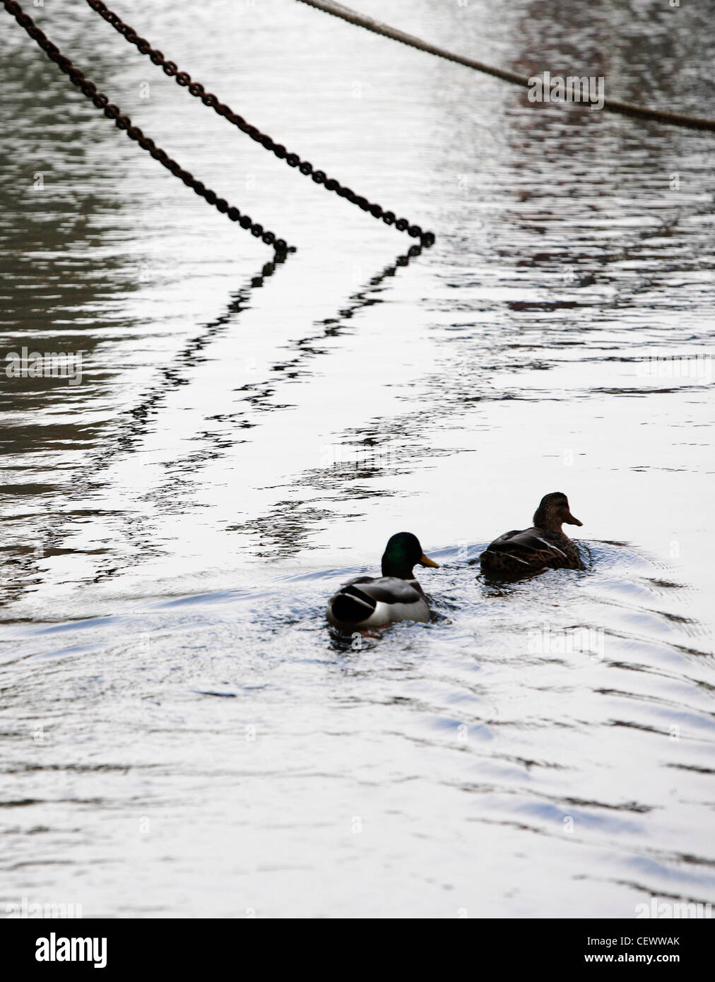 Ducks and mooring chains on the River Thames at Oxford Stock Photo - Alamy