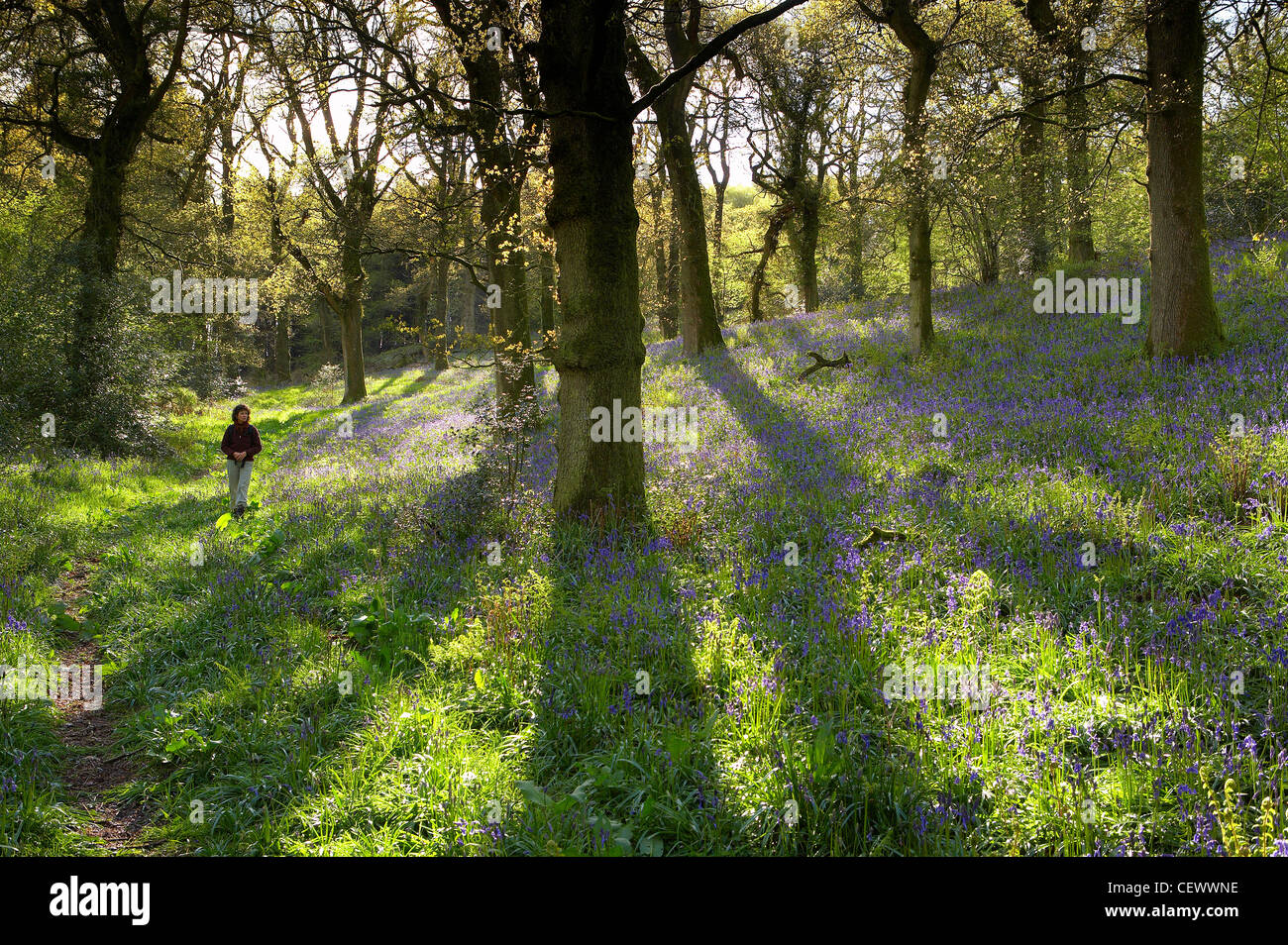 a woman hiking through a wood amongst bluebells, Batcombe, Dorset ...