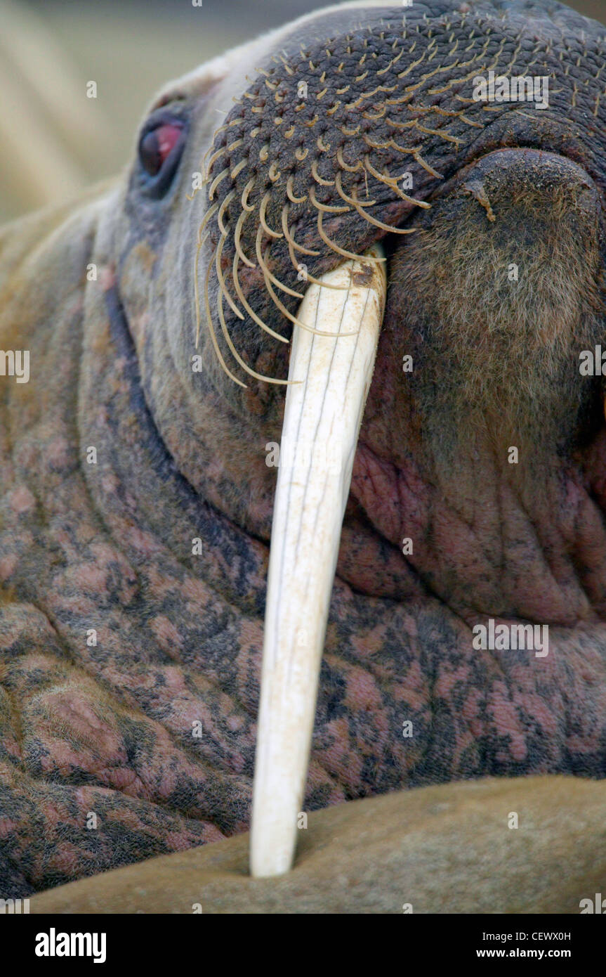 Walrus face close up svalbard hi-res stock photography and images - Alamy