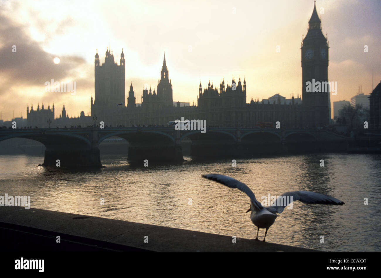 Palace of Westminster and an early seabird Stock Photo - Alamy