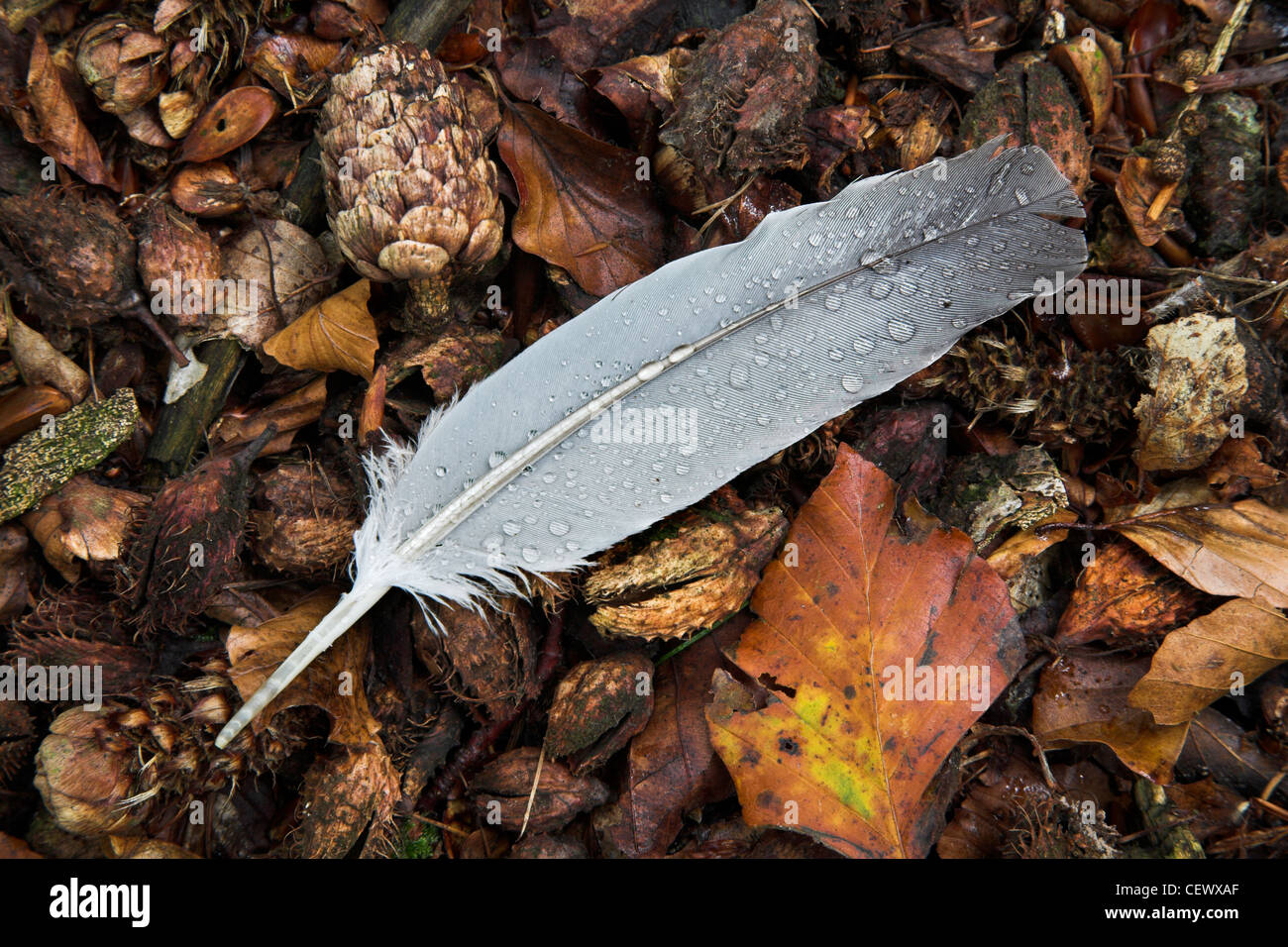 Detail of the feather of a wood pigeon on autumnal leaf litter in the ...