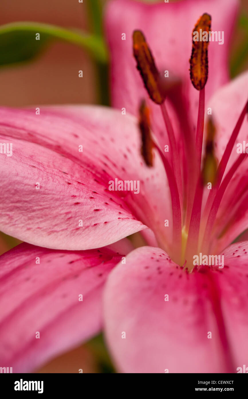 Macro inside an oriental lily flower's pink petals Stock Photo - Alamy
