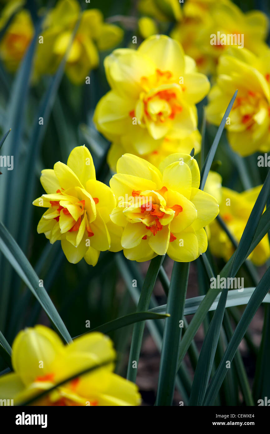Yellow daffodil flowers Stock Photo - Alamy